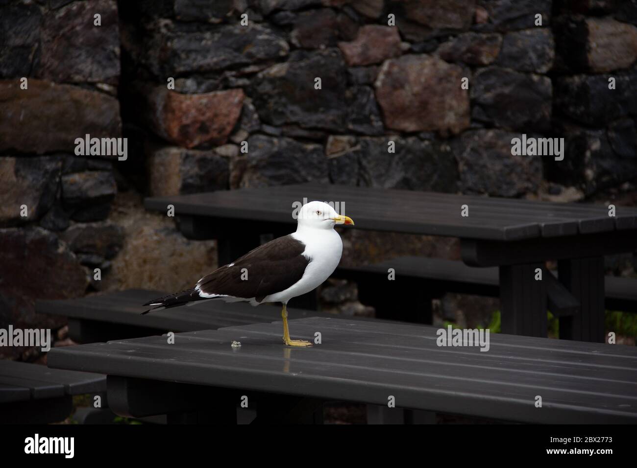 A big seagull is standing on a picknick table Stock Photo - Alamy