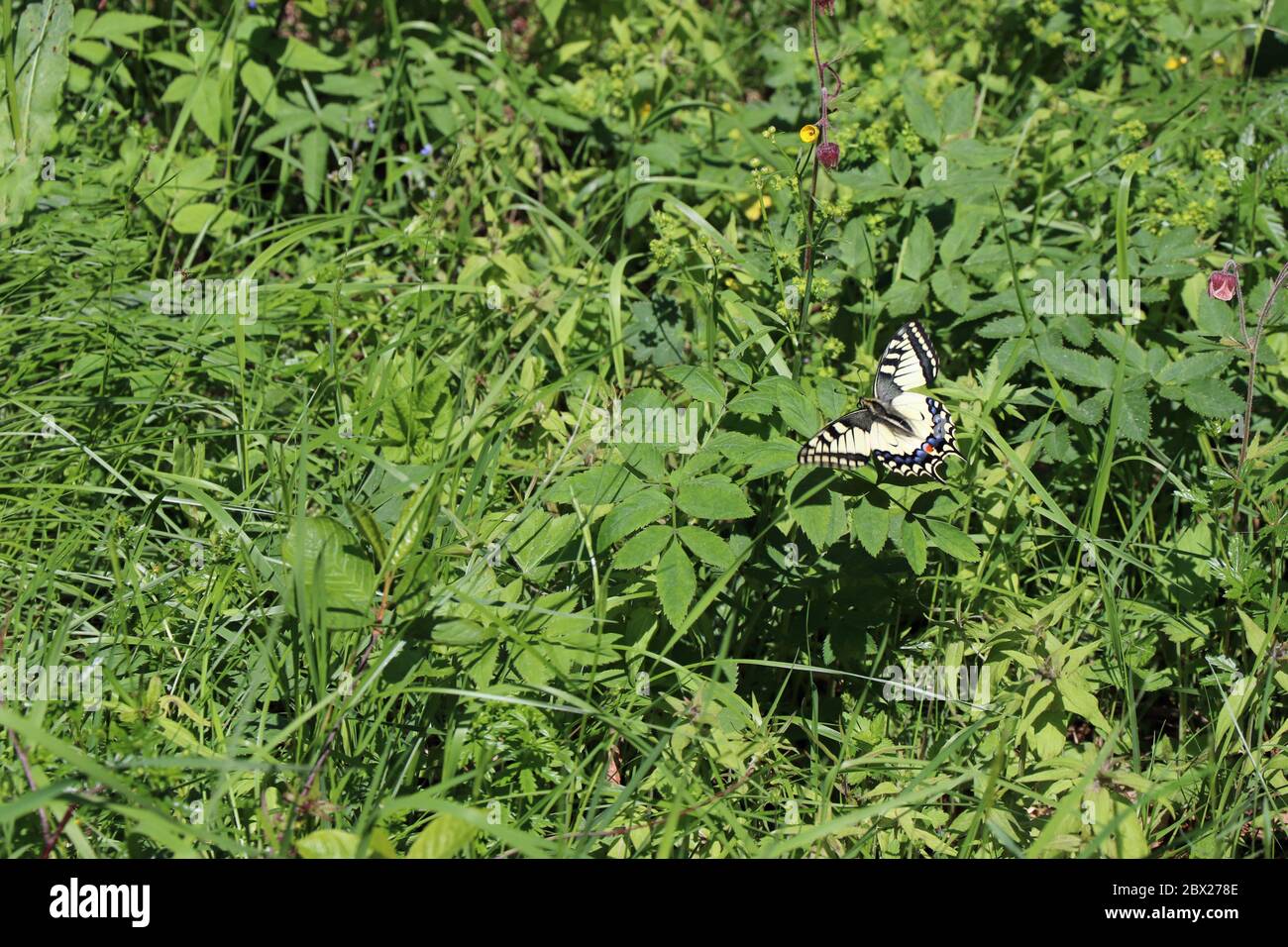 beautiful butterfly in Mandrogi Russia black and white Stock Photo - Alamy