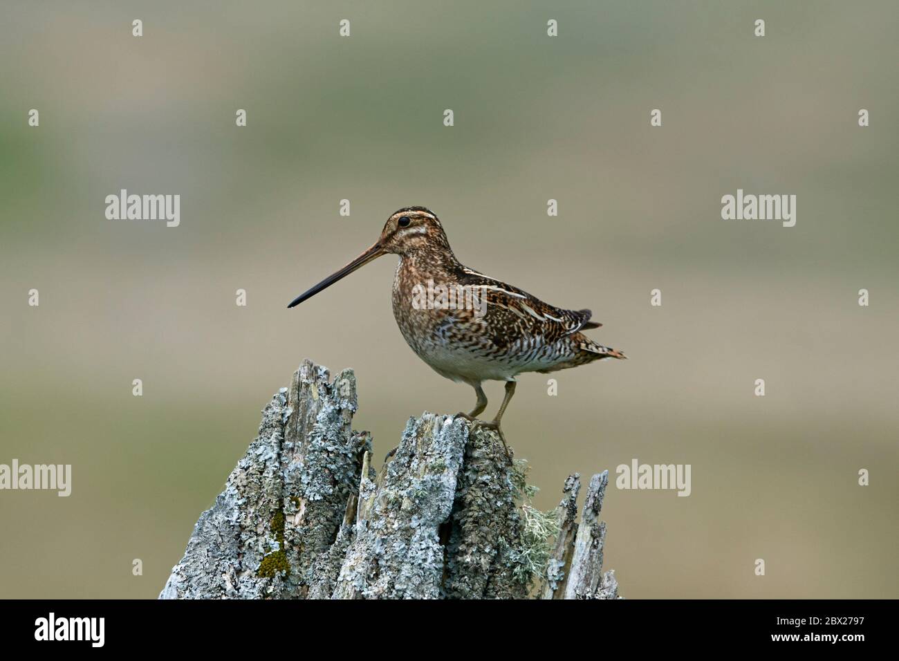 Common Snipe (Gallinago gallinago) UK Stock Photo - Alamy