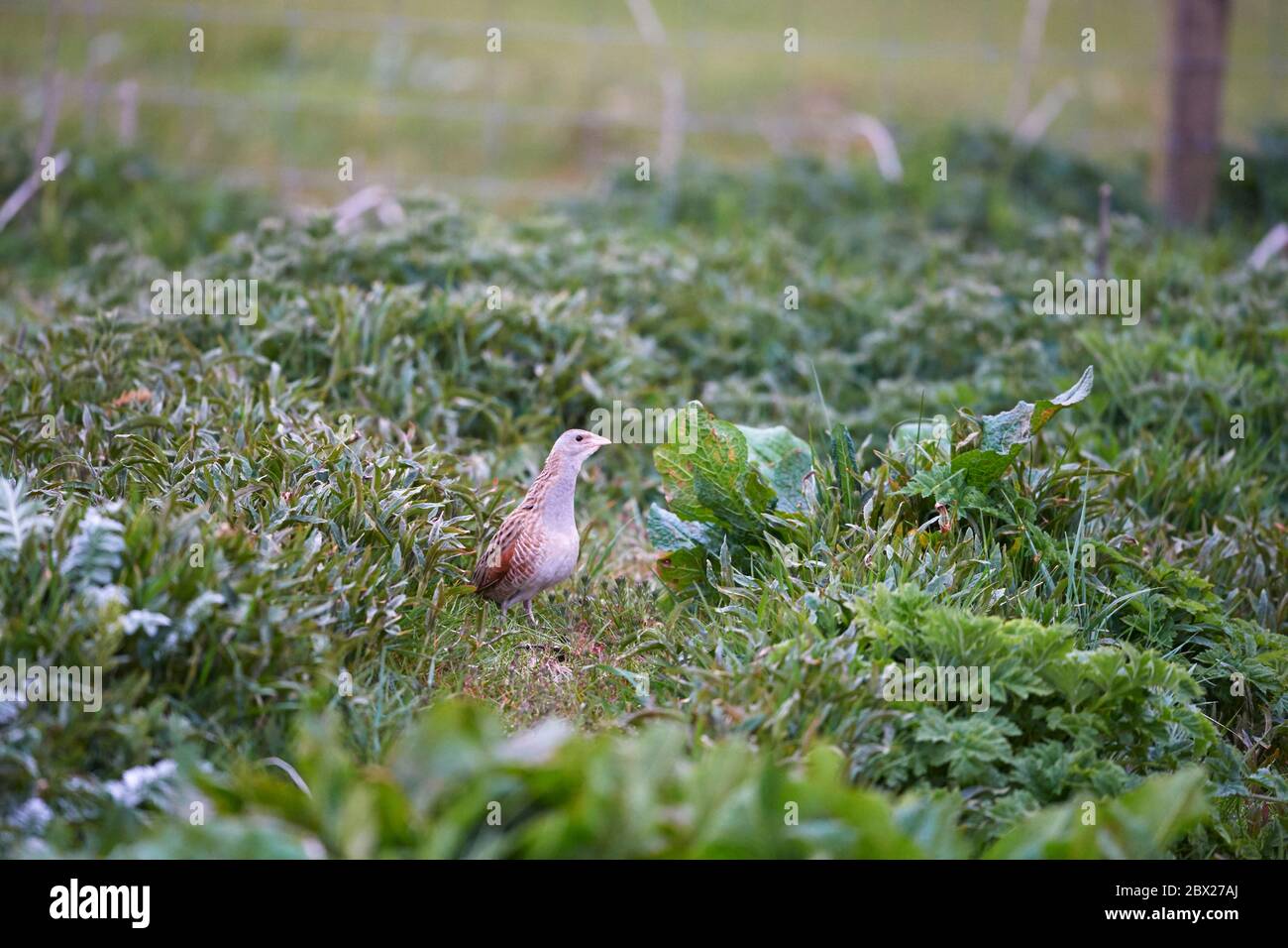 Corncrake (Crex crex) UK Stock Photo - Alamy