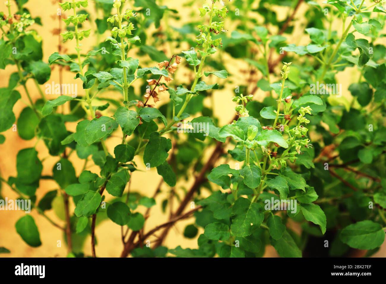 Holy basil plant tulsi leaves hi-res stock photography and images - Alamy