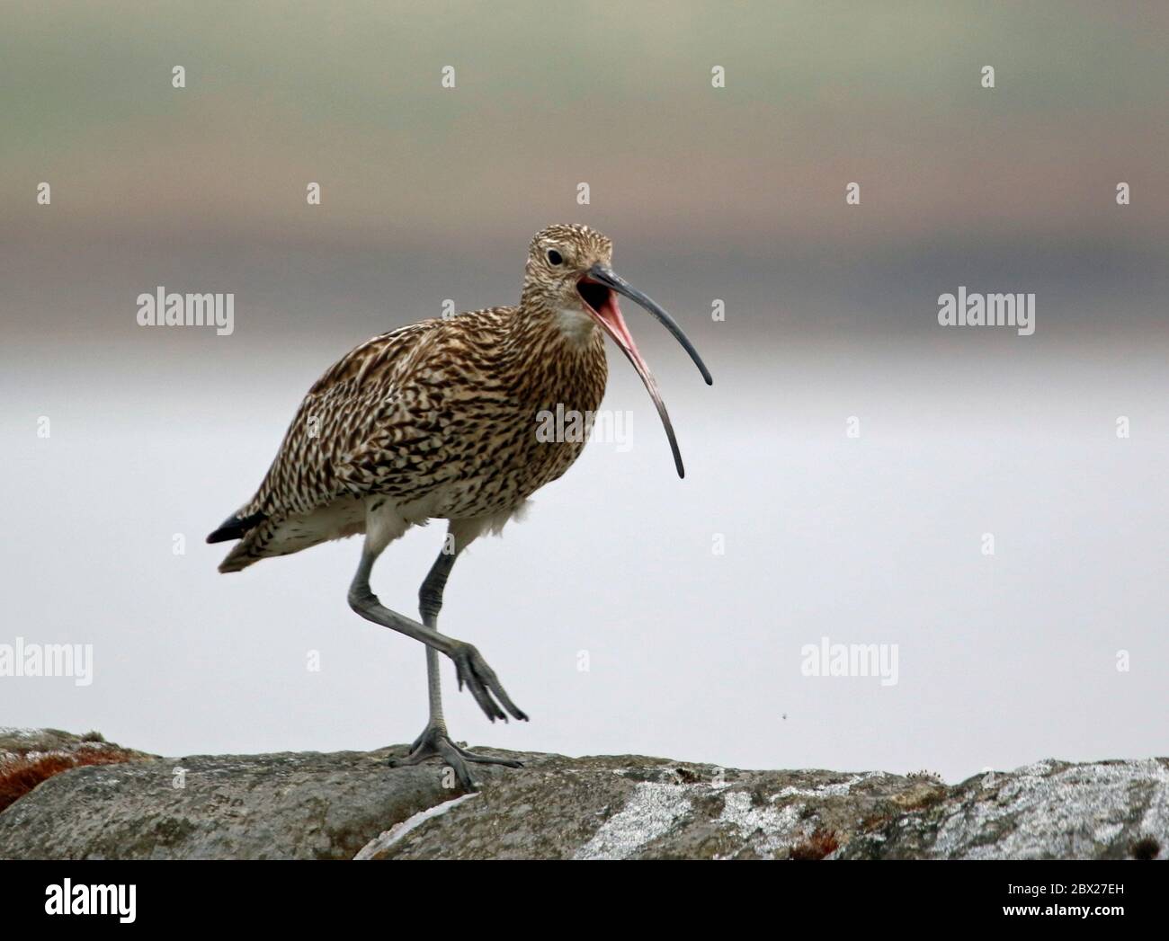 Curlews calling on the moors of Yorkshire Stock Photo - Alamy