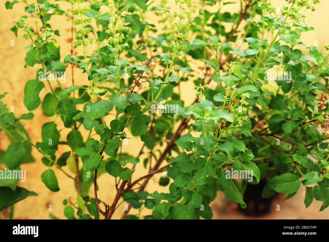 Tulsi leaves hi-res stock photography and images - Alamy