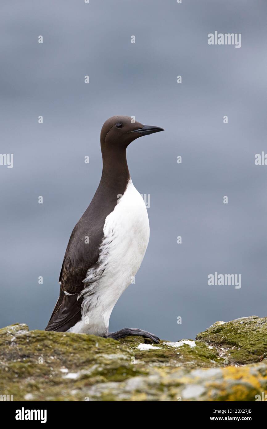 Guillemot uk hi-res stock photography and images - Alamy