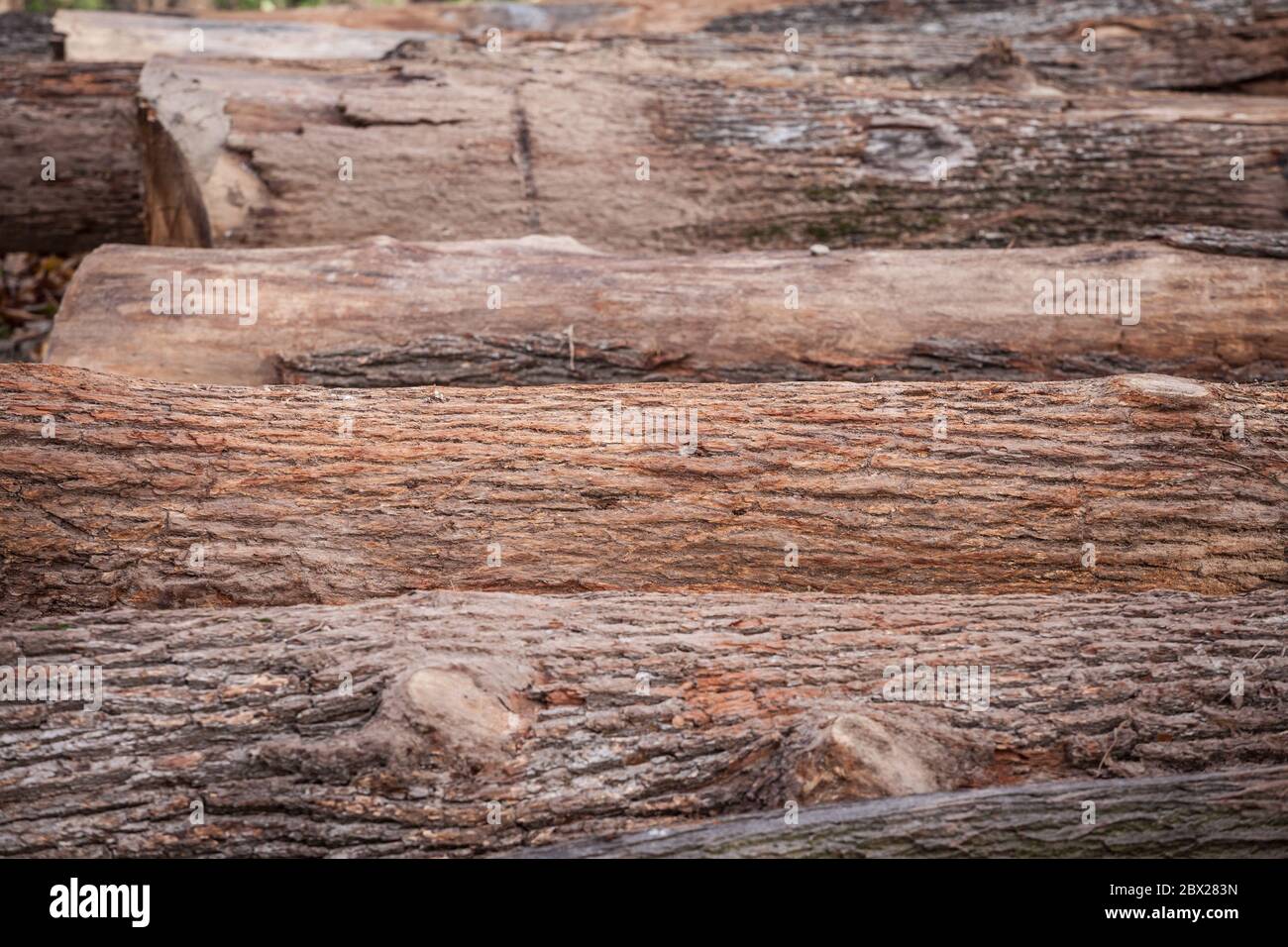 Wooden logs, timber, piled and stocked in a cutting tree area in a ...