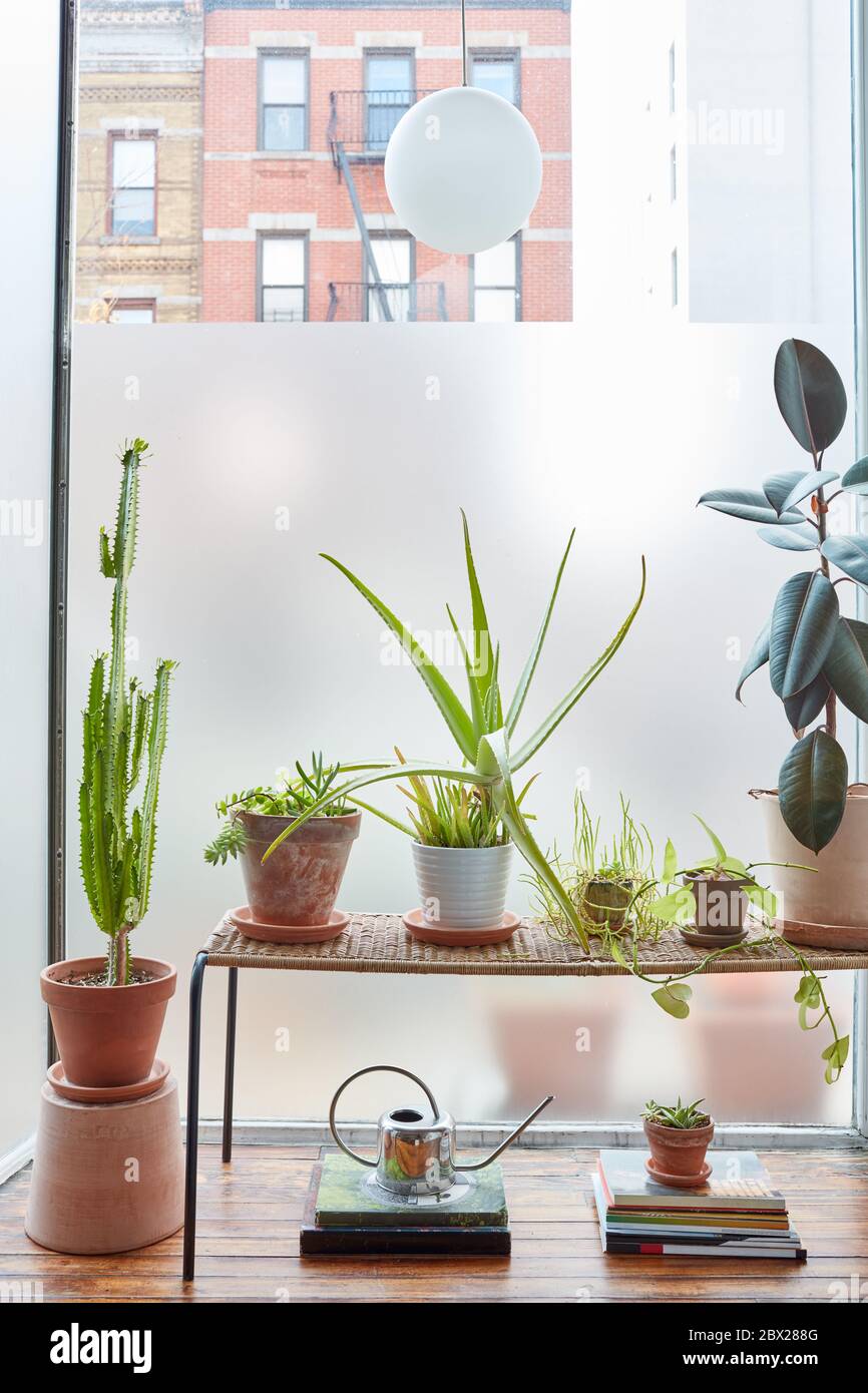 Cactus, succulents, flowers in window with frosted glass Stock Photo ...