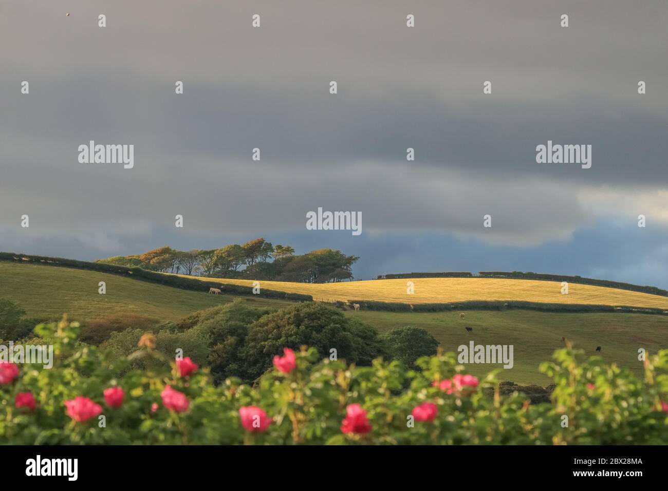 Furness abbey walk hi-res stock photography and images - Alamy