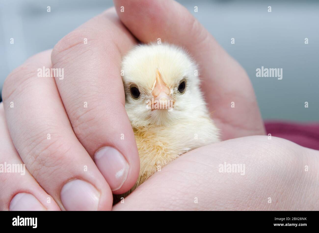 Yellow baby chicken sitting in human hands Stock Photo - Alamy