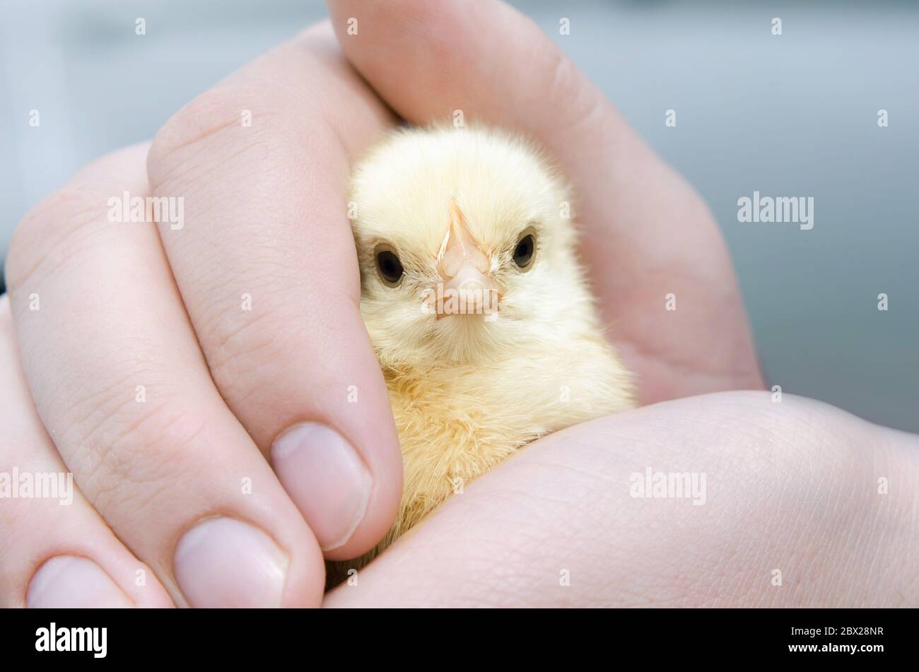 Yellow baby chicken sitting in human hands Stock Photo - Alamy