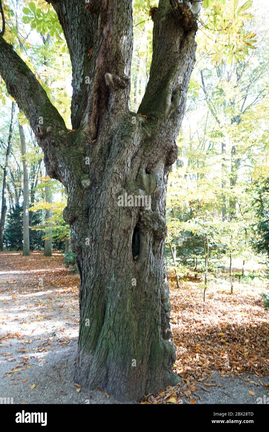 Very old hollowed out tree that still hasn't died photographed in ...