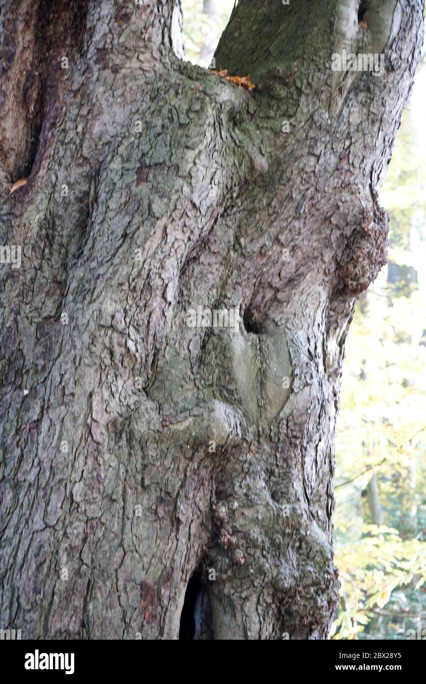Very old hollowed out tree that still hasn't died photographed in ...