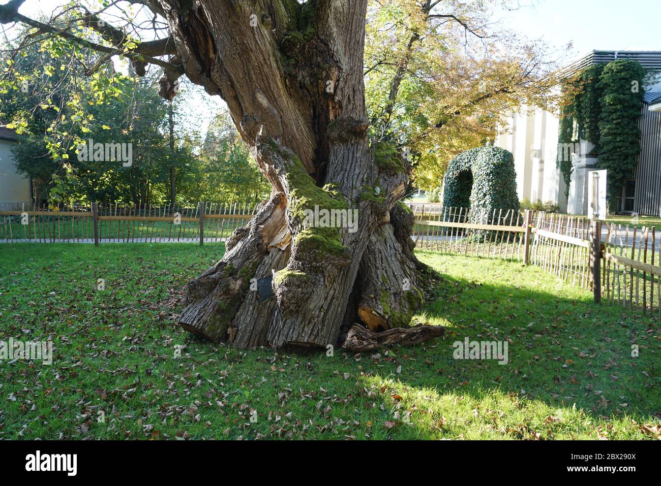 Very old hollowed out tree that still hasn't died photographed in ...