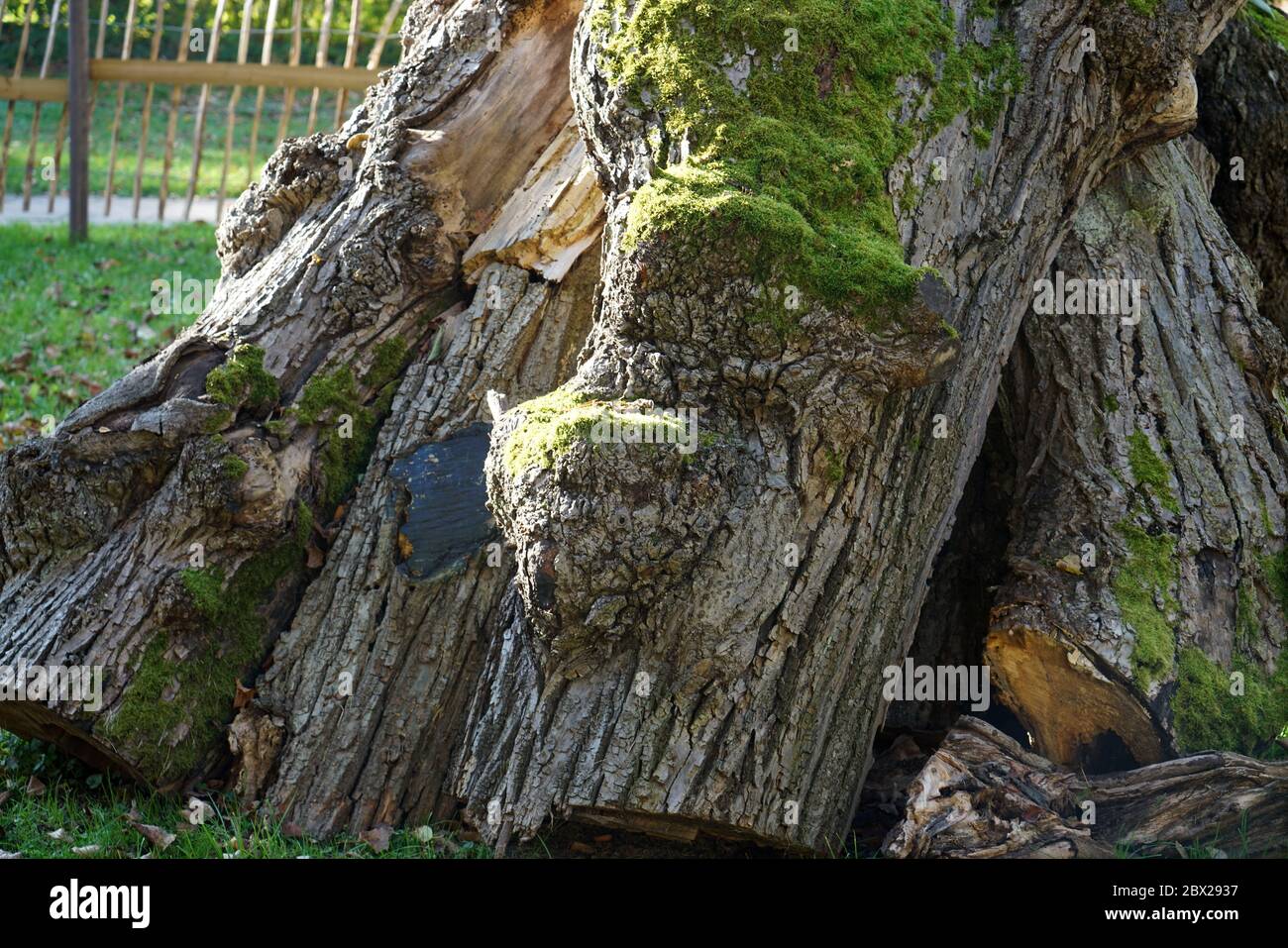 Very old hollowed out tree that still hasn't died photographed in ...