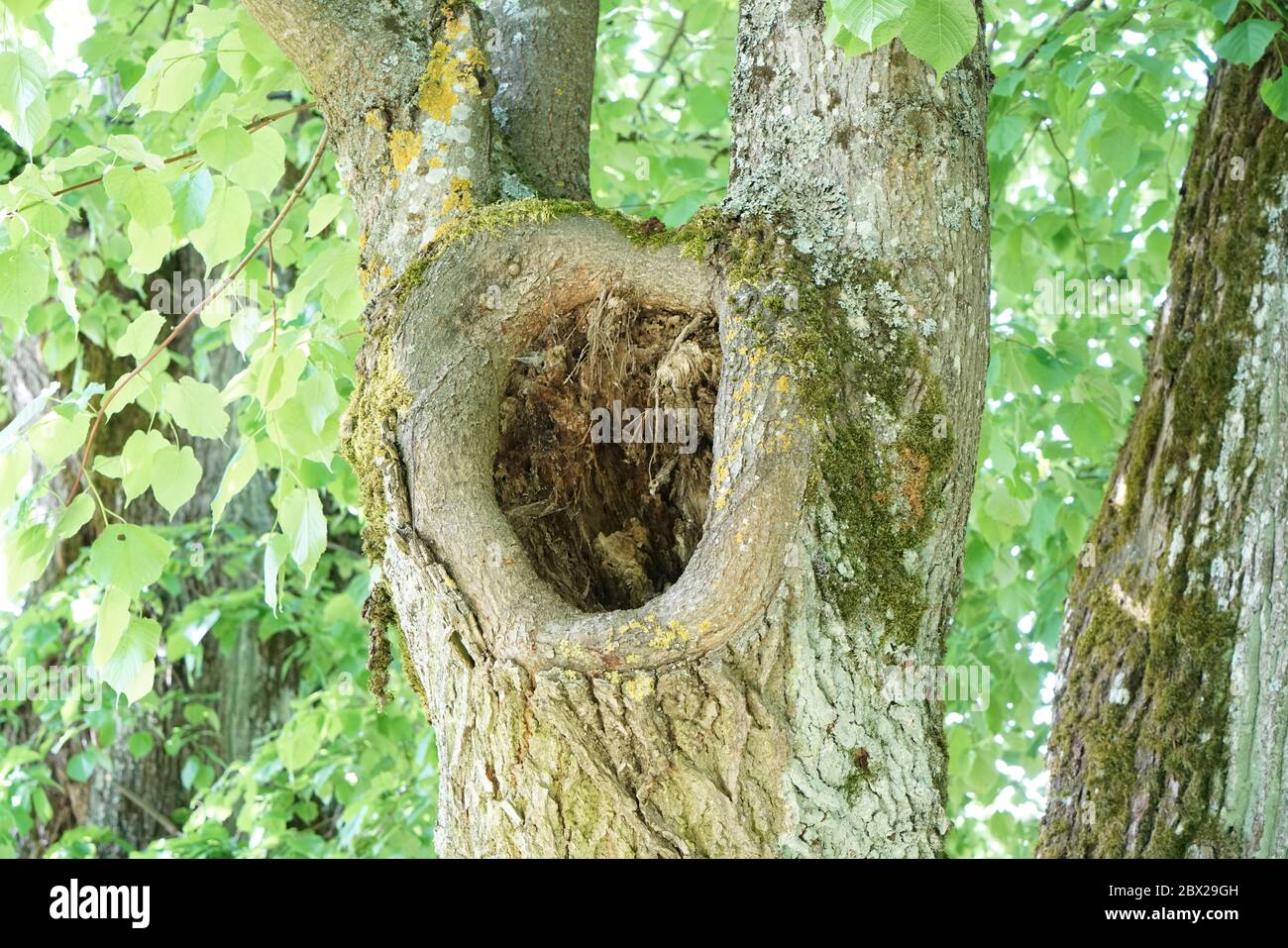 Very old hollowed out tree that still hasn't died photographed in ...