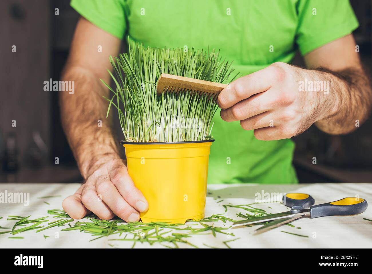 Growing domestic plants - grass for pet food - a cat nibbles grass ...