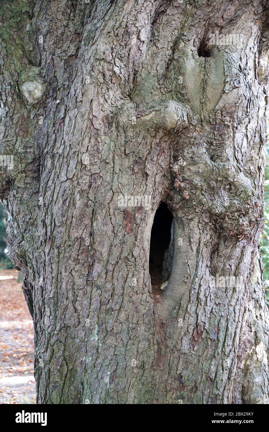 Very old hollowed out tree that still hasn't died photographed in ...