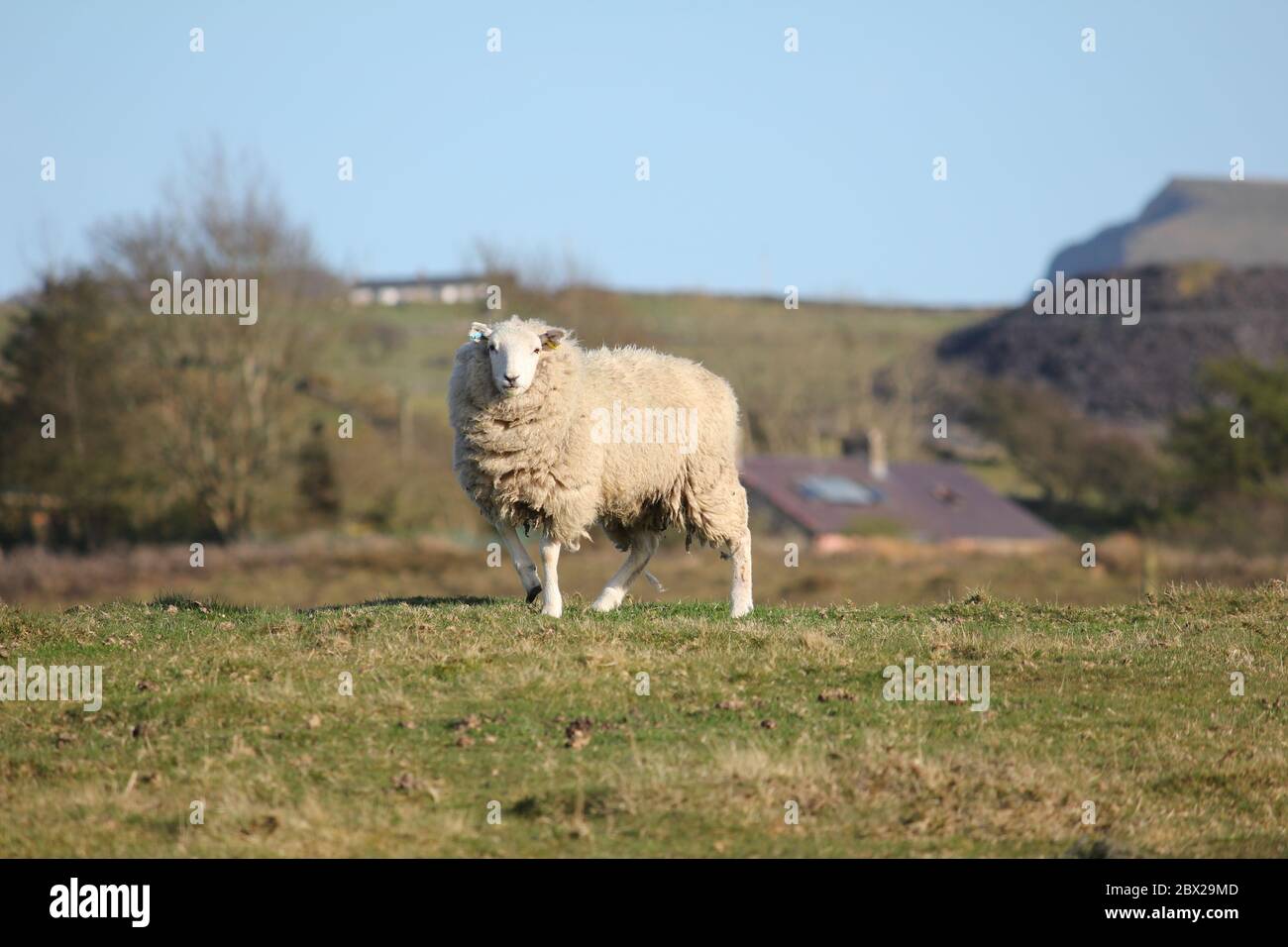 Black welsh mountain sheep lamb hi-res stock photography and images - Alamy