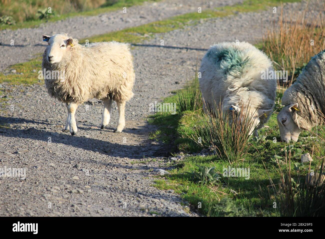 Balwen welsh mountain sheep hi-res stock photography and images - Alamy