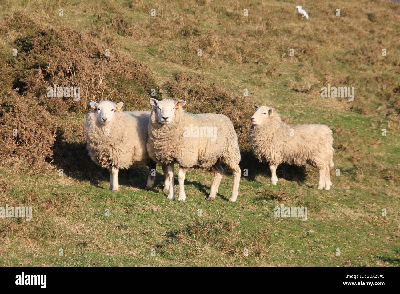 Balwen welsh mountain sheep hi-res stock photography and images - Alamy