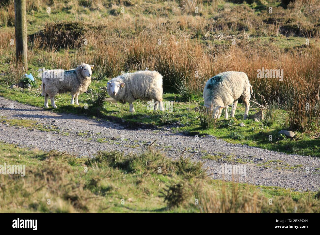 Sheep farming in Wales, United Kingdom Stock Photo - Alamy