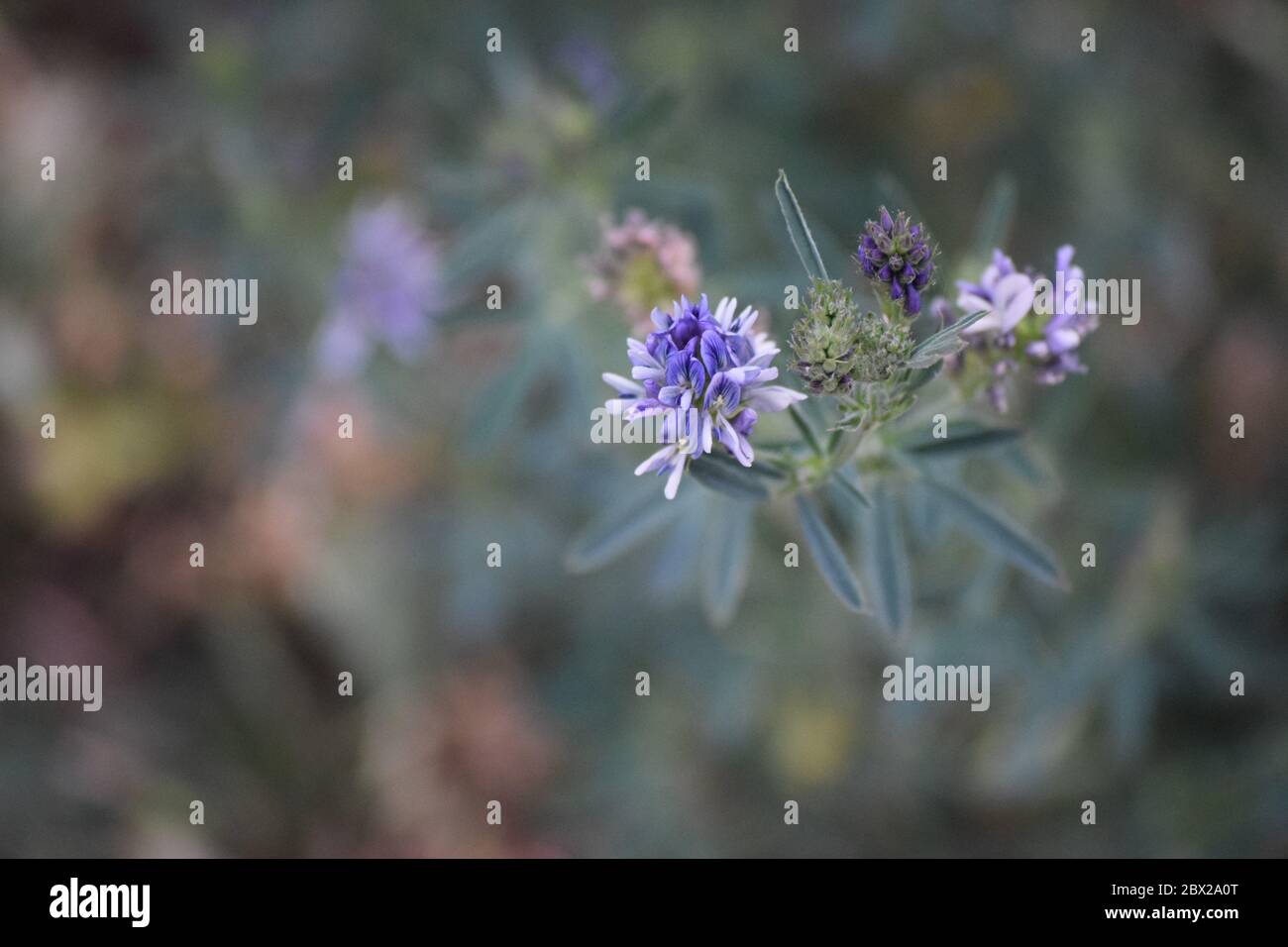 Blue alfalfa hi-res stock photography and images - Alamy