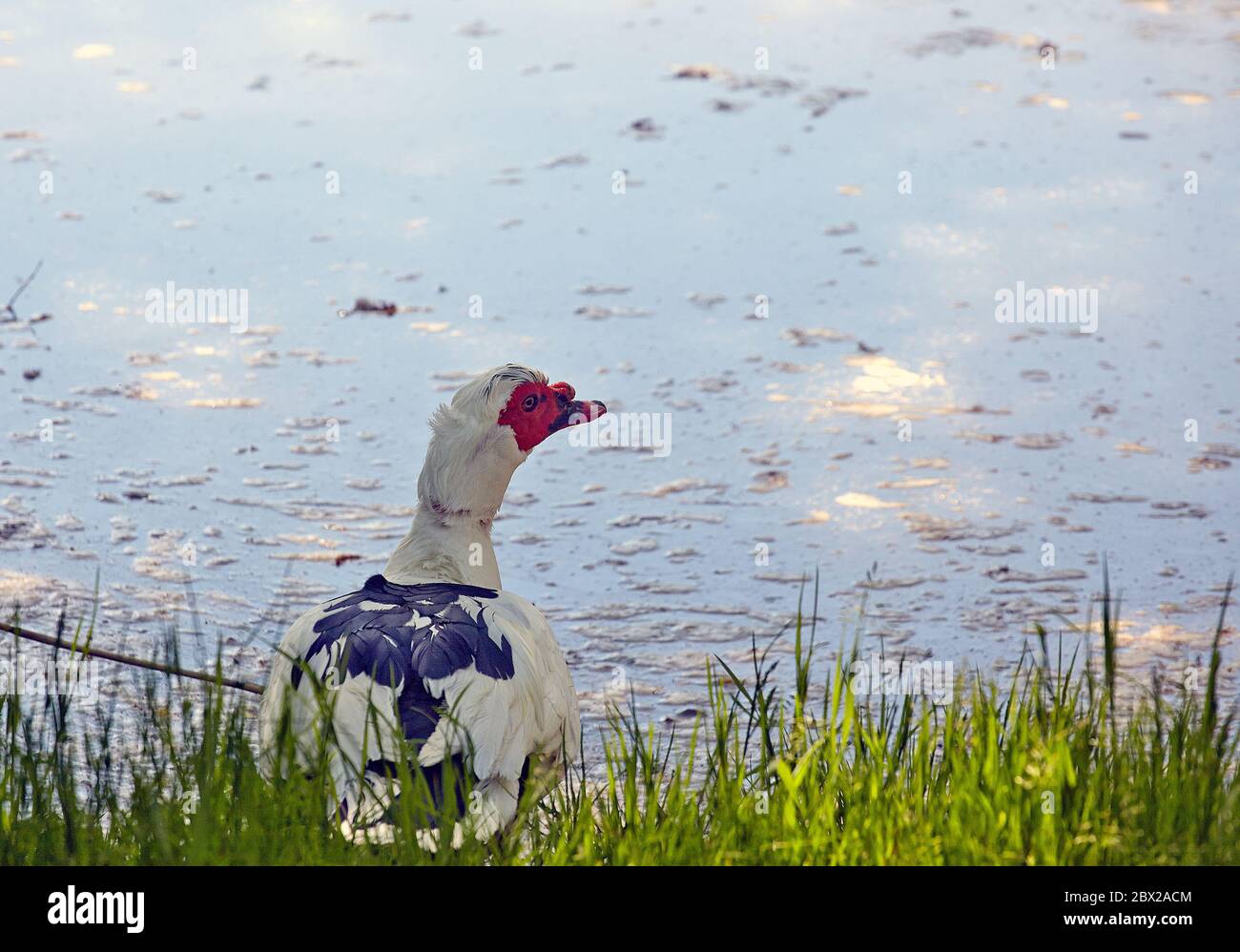 Domestic drake muscovy duck hi-res stock photography and images - Alamy