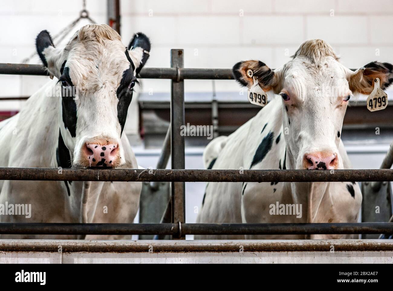 Dairy Farm in Wisconsin with cows on automated milking unit Stock Photo ...