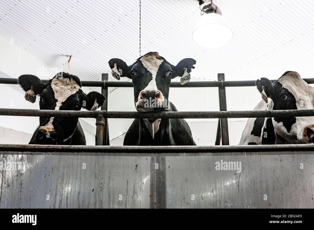 Dairy Farm in Wisconsin with cows on automated milking unit Stock Photo ...