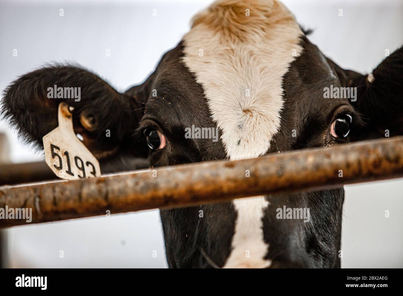 Dairy Farm in Wisconsin with cow on automated milking unit Stock Photo ...