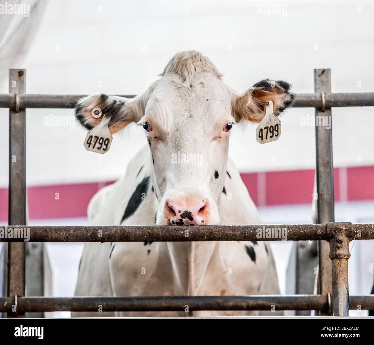 Dairy Farm in Wisconsin with cow on automated milking unit Stock Photo ...