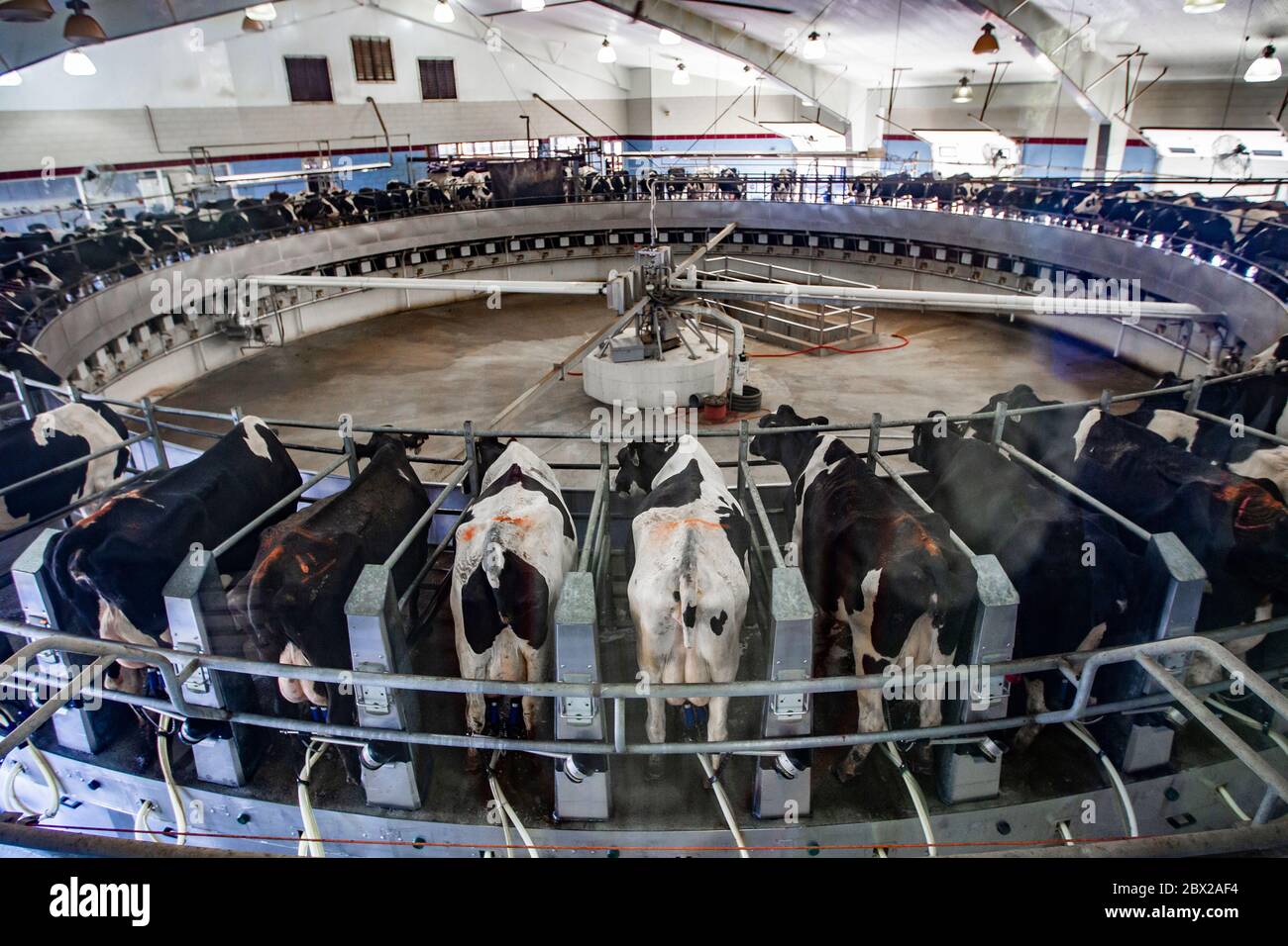 Dairy Farm in Wisconsin with cows on automated milking unit Stock Photo ...