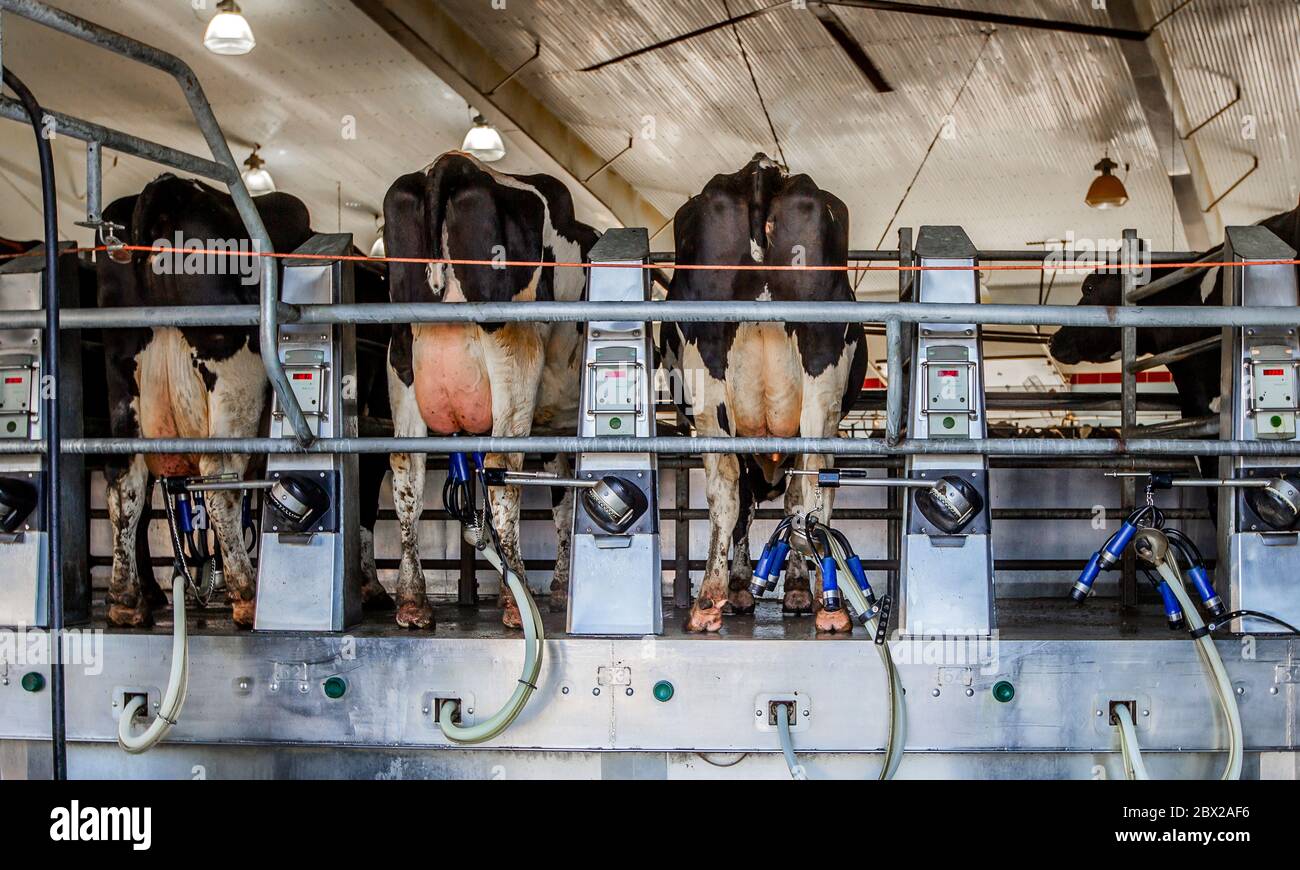 Dairy Farm in Wisconsin with cows on automated milking unit Stock Photo ...