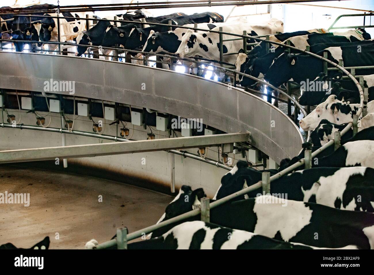 Dairy Farm in Wisconsin with cows on automated milking unit Stock Photo ...