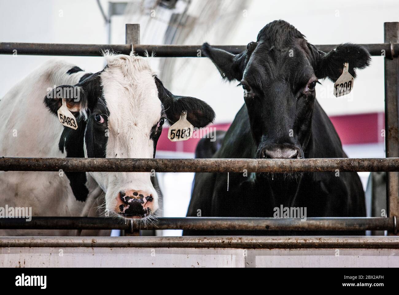 Dairy Farm in Wisconsin with cows on automated milking unit Stock Photo ...