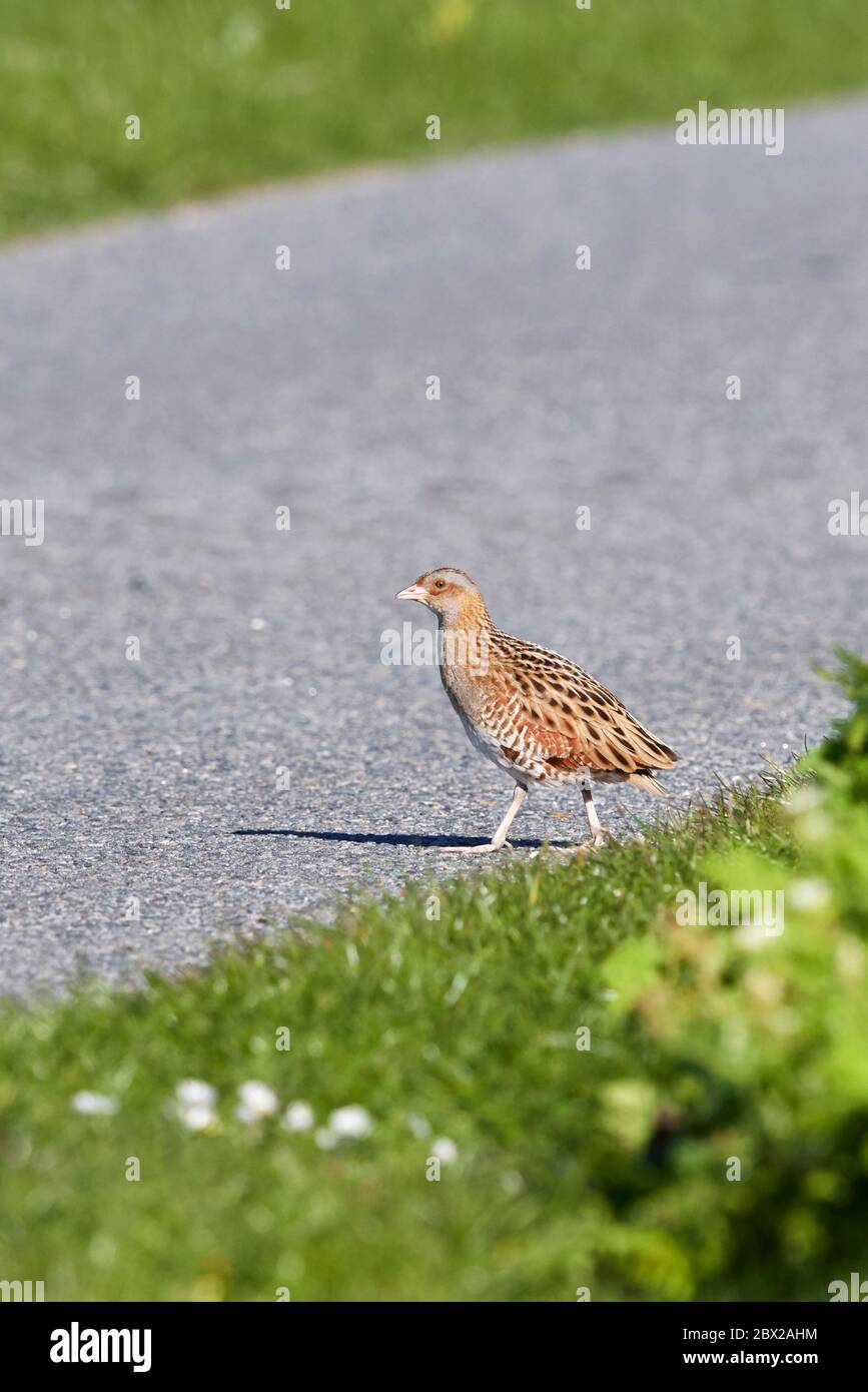 Crex crex uk hi-res stock photography and images - Alamy