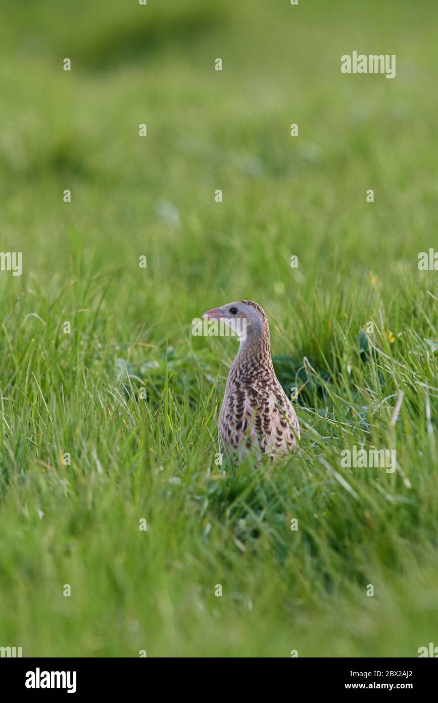Crex crex uk hi-res stock photography and images - Alamy