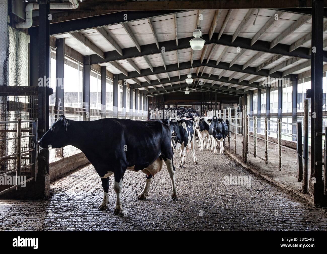 Dairy cows barn united states hi-res stock photography and images - Alamy