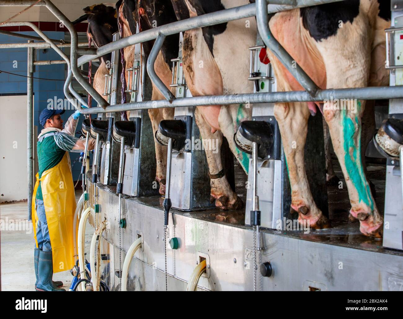 Dairy Farm in Wisconsin with cows on automated milking unit Stock Photo ...
