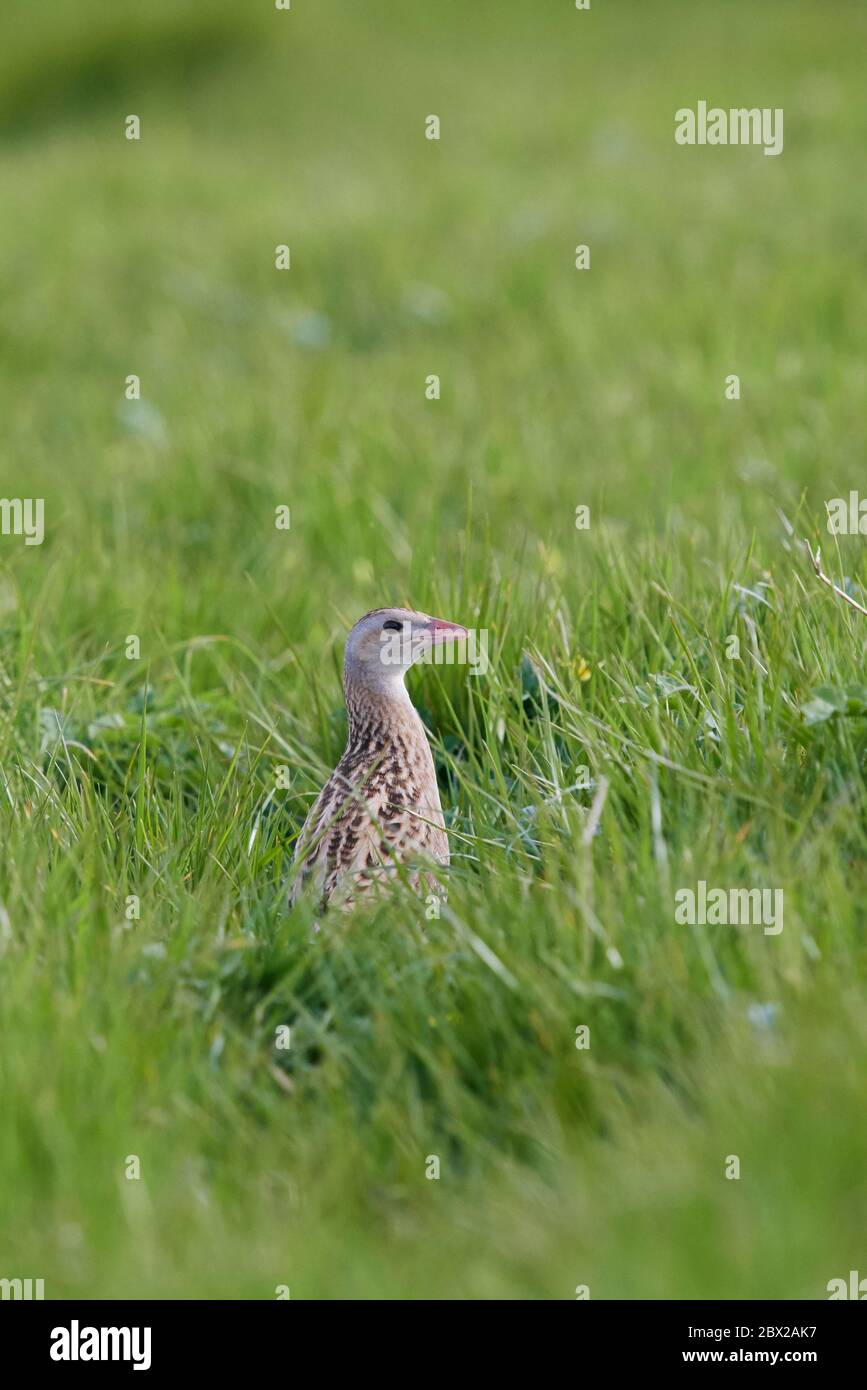 Crex crex scotland hi-res stock photography and images - Alamy