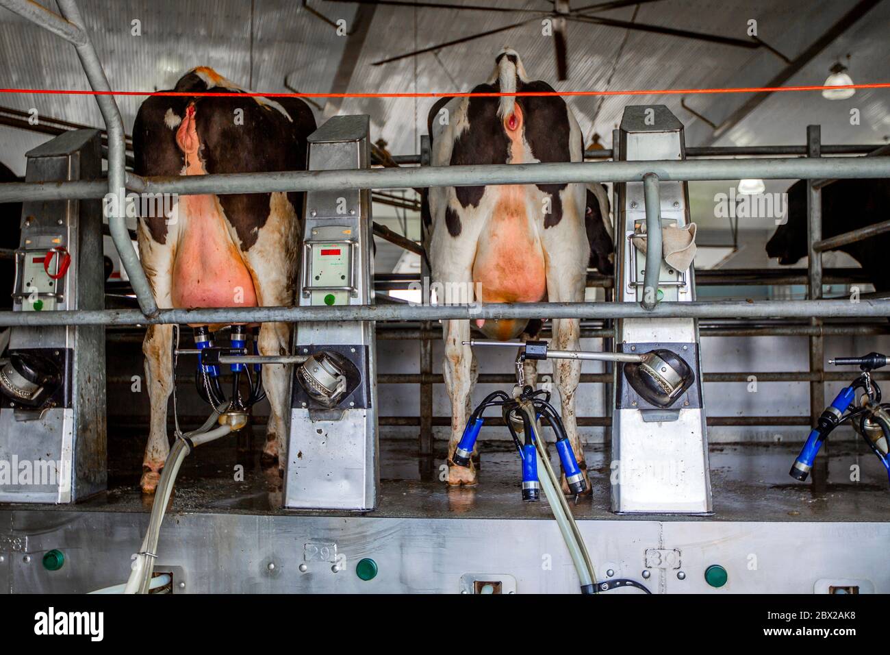 Dairy Farm in Wisconsin with cows on automated milking unit Stock Photo ...