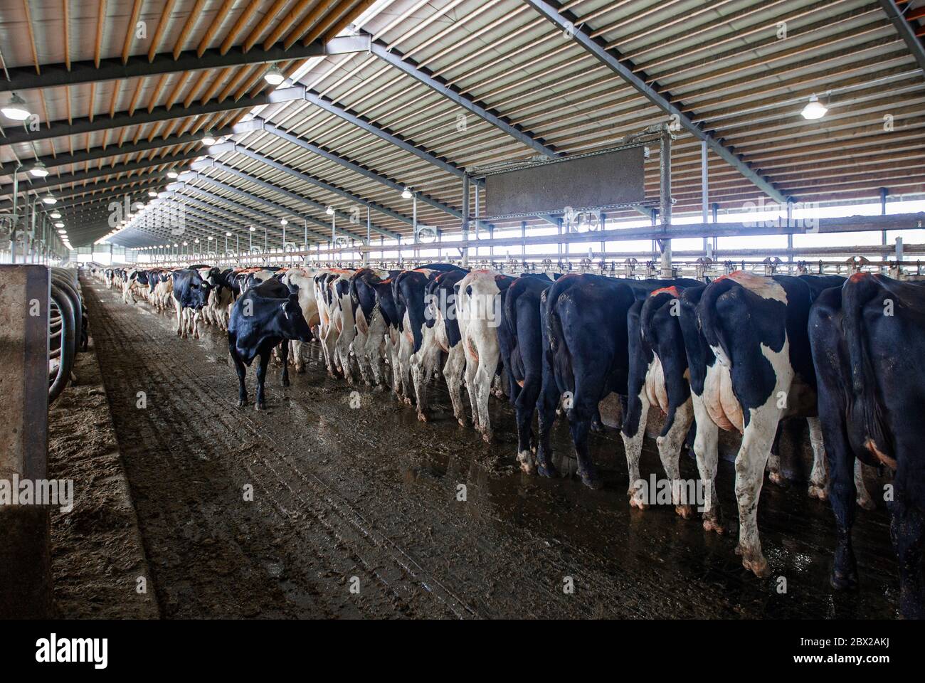 Milking stall hi-res stock photography and images - Alamy