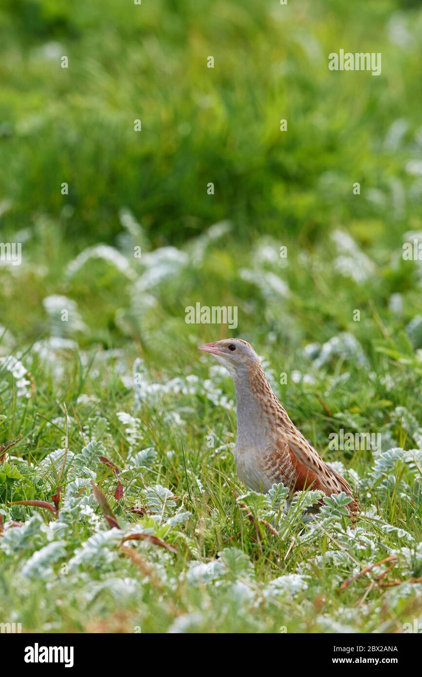 Corncrake (Crex crex) UK Stock Photo - Alamy