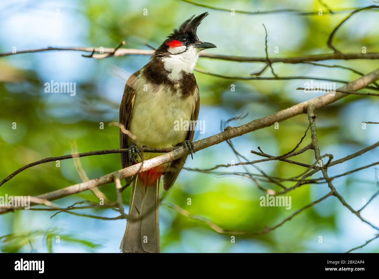 A Red whiskered Bulbul perched on a Singapore berry tree, looking ...