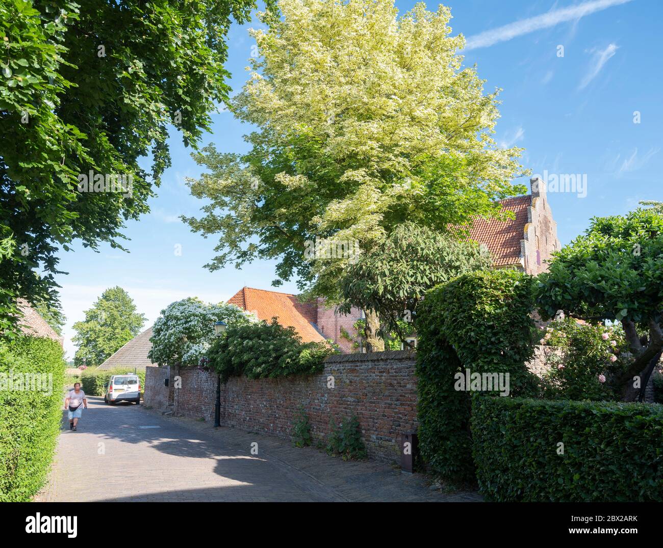 blooming trees in very small town of Bronkhorst in the netherlands ...