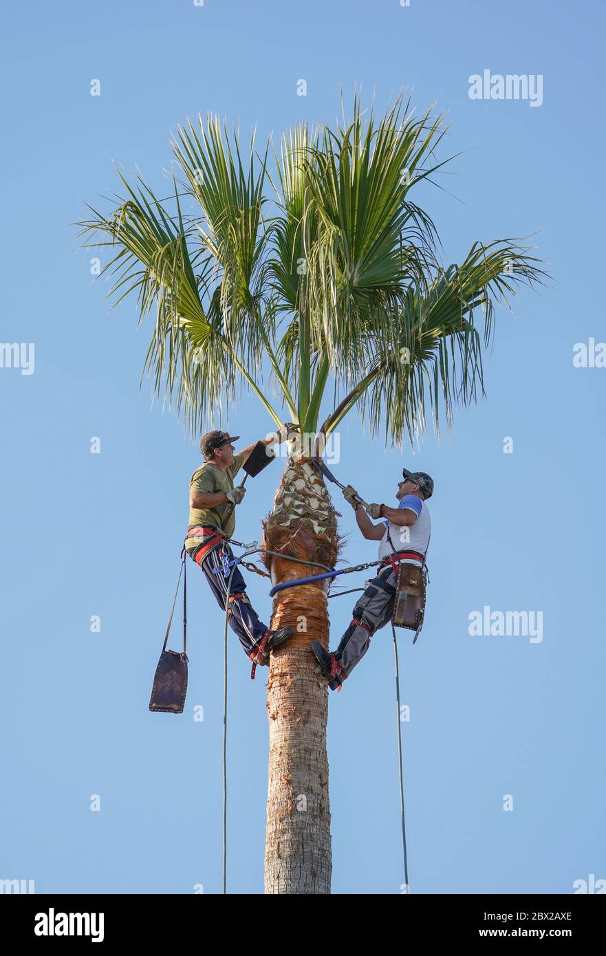 Two man, pruning a Palm tree, stripping, trimming trunk, Washingtonia ...