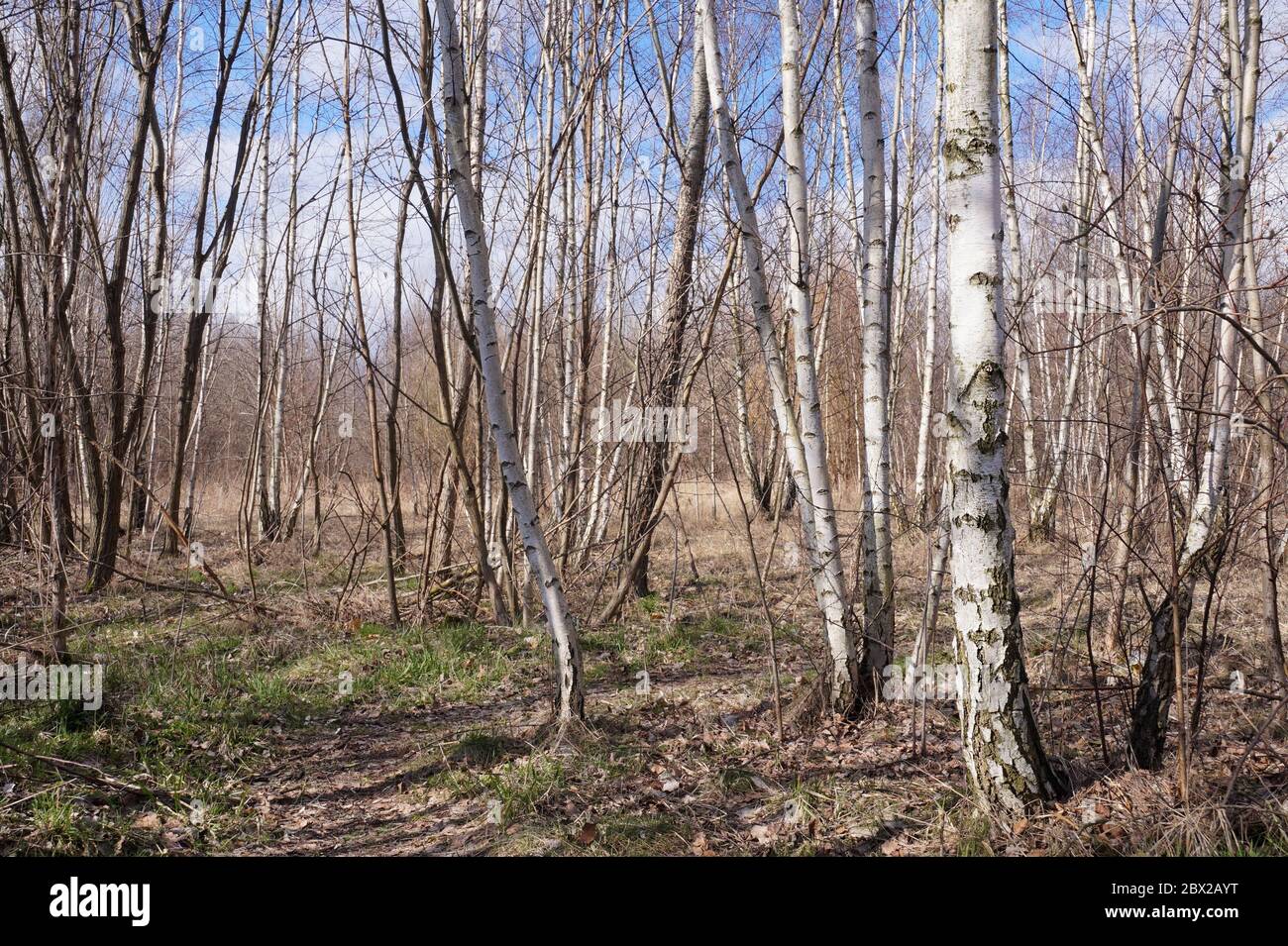 Early Spring. A grove of young birches in the spring sun Stock Photo ...