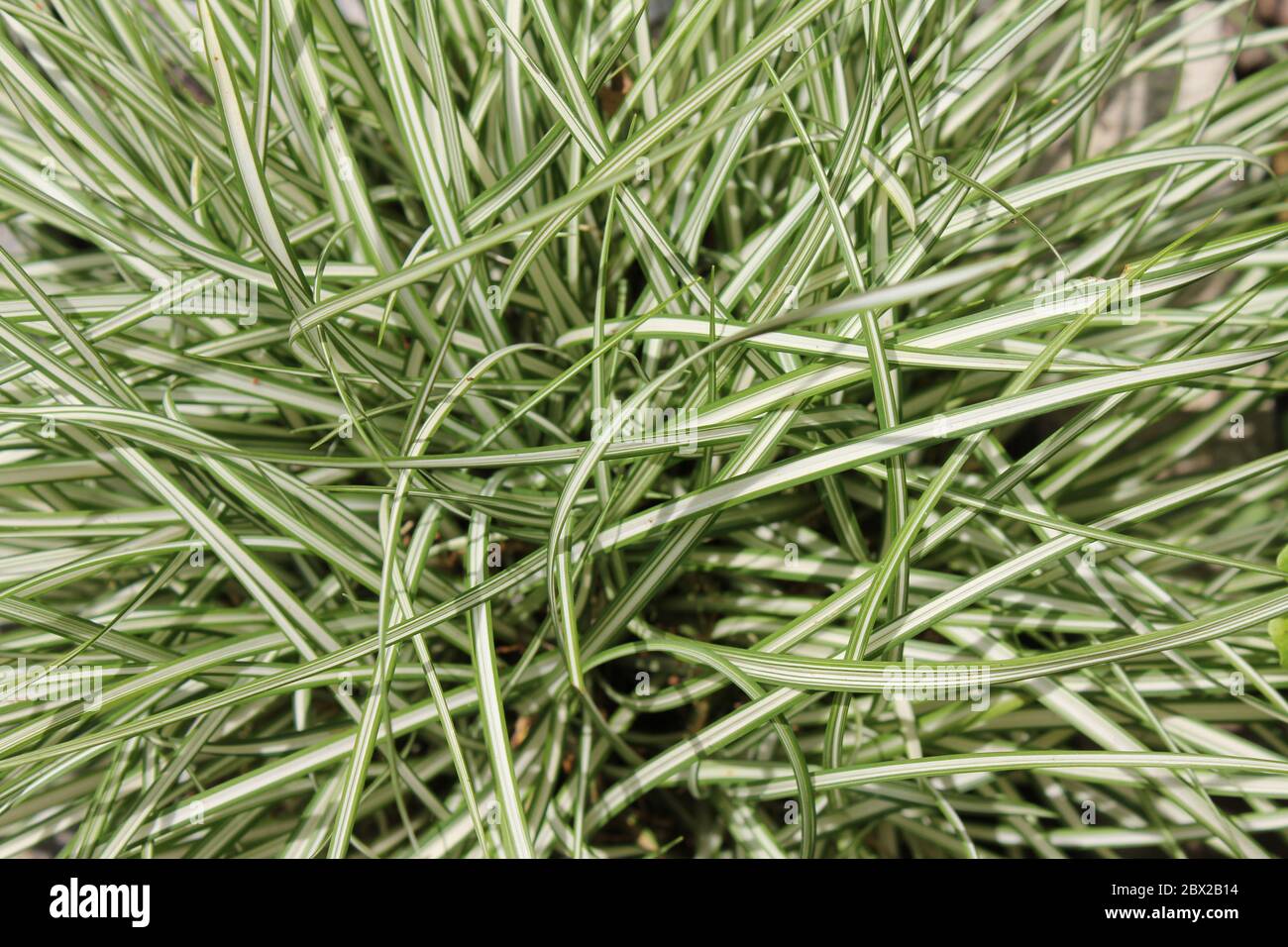 Sedge harvest hi-res stock photography and images - Alamy