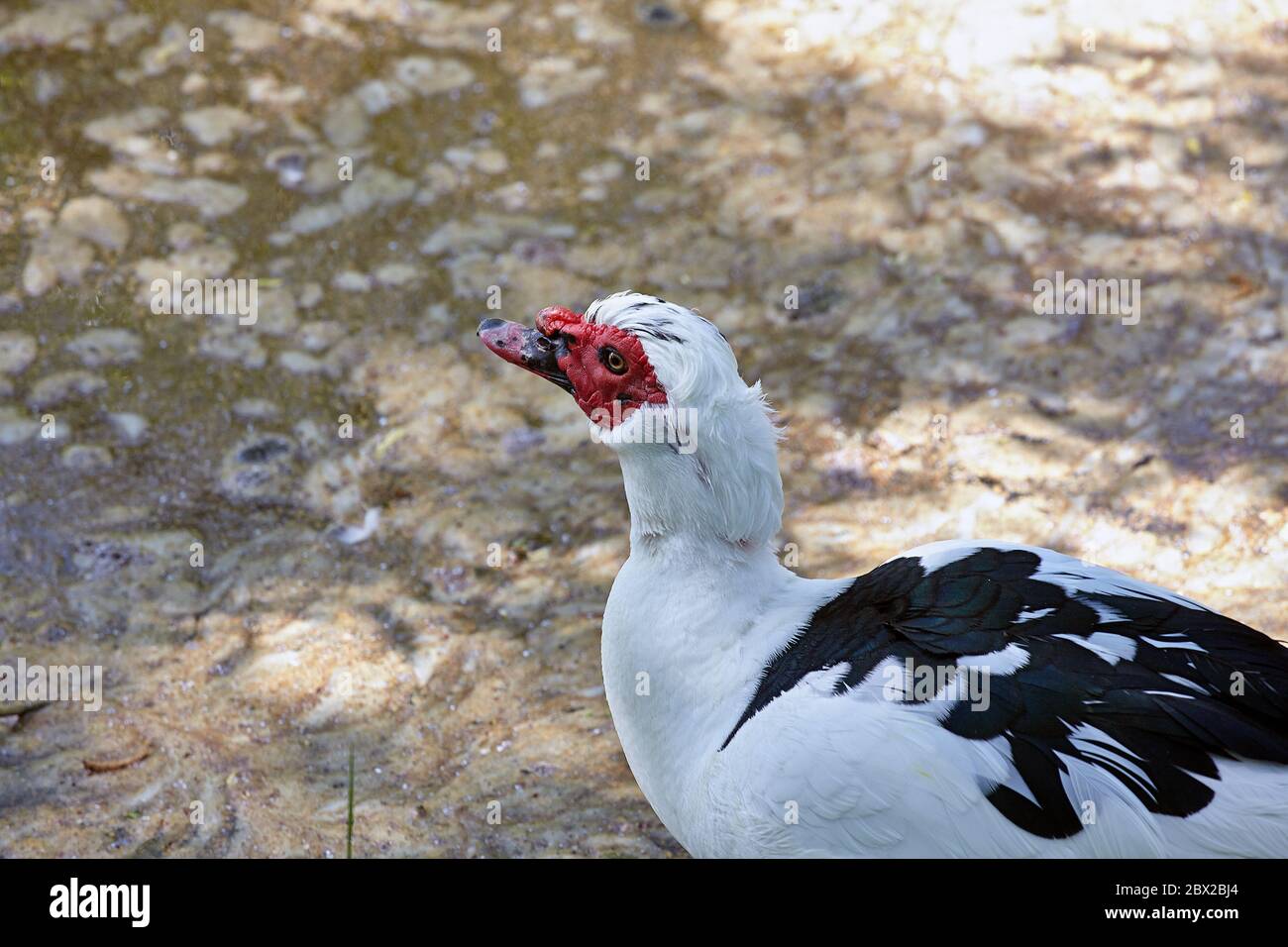 Domestic drake muscovy duck hi-res stock photography and images - Alamy