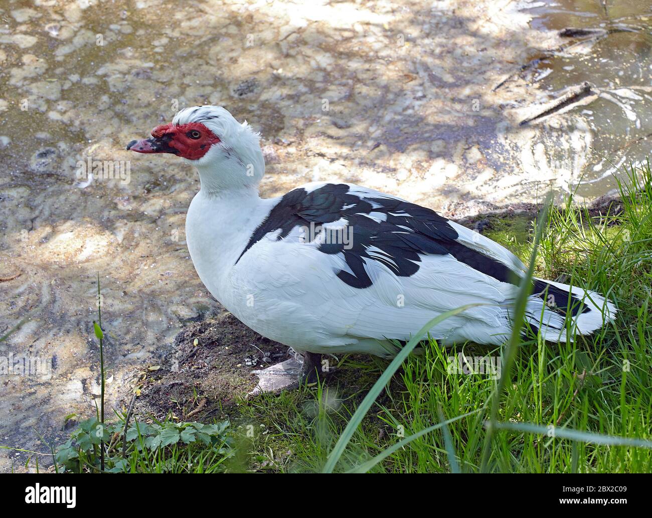 Musk duck or muskovy duck drake (Cairina moschata) profile close up ...