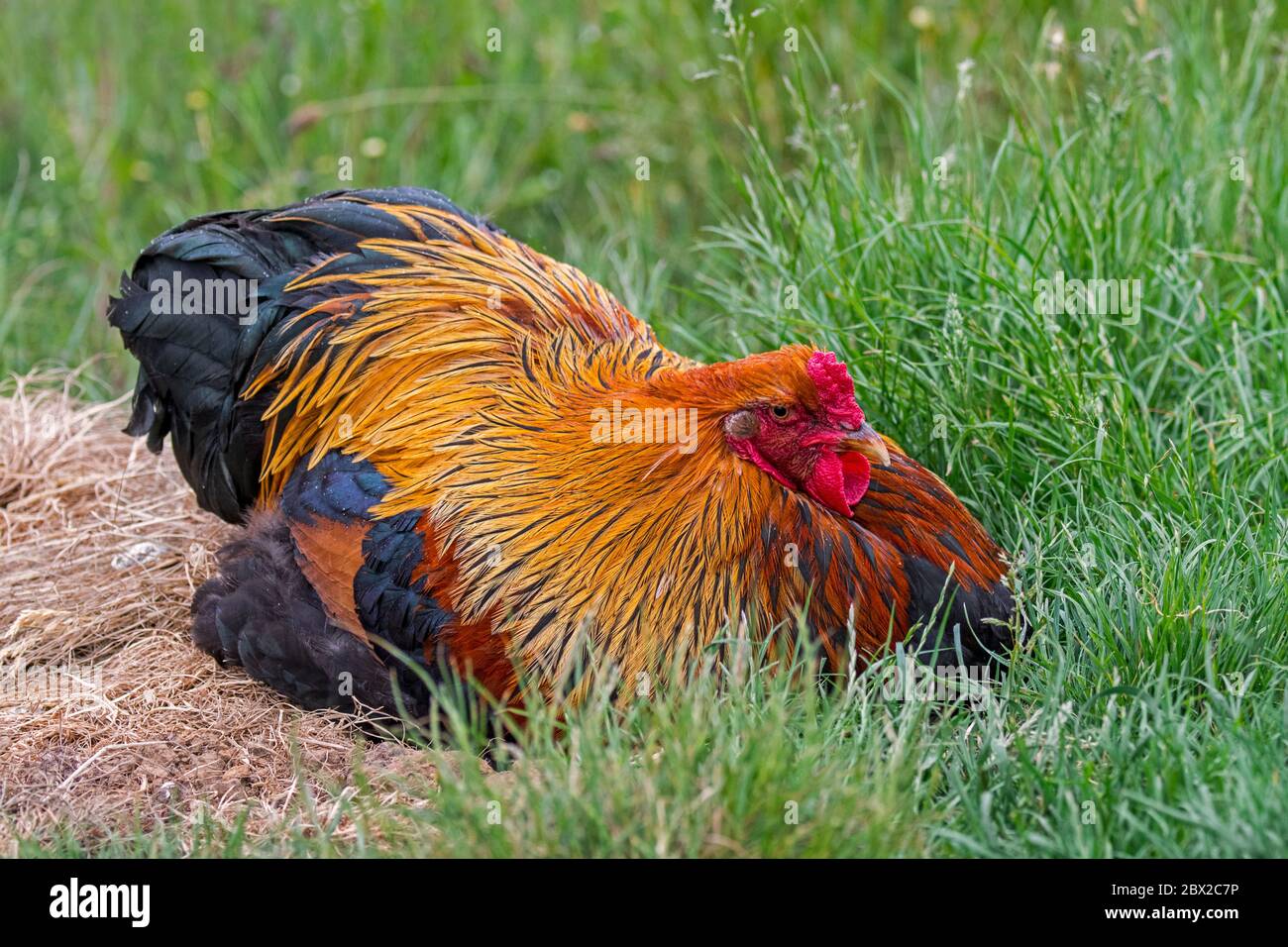Free-range (Gallus gallus domesticus) rooster / cock in grassland Stock ...